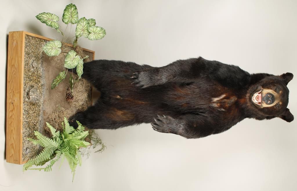 Black Bear Full Standing Mount