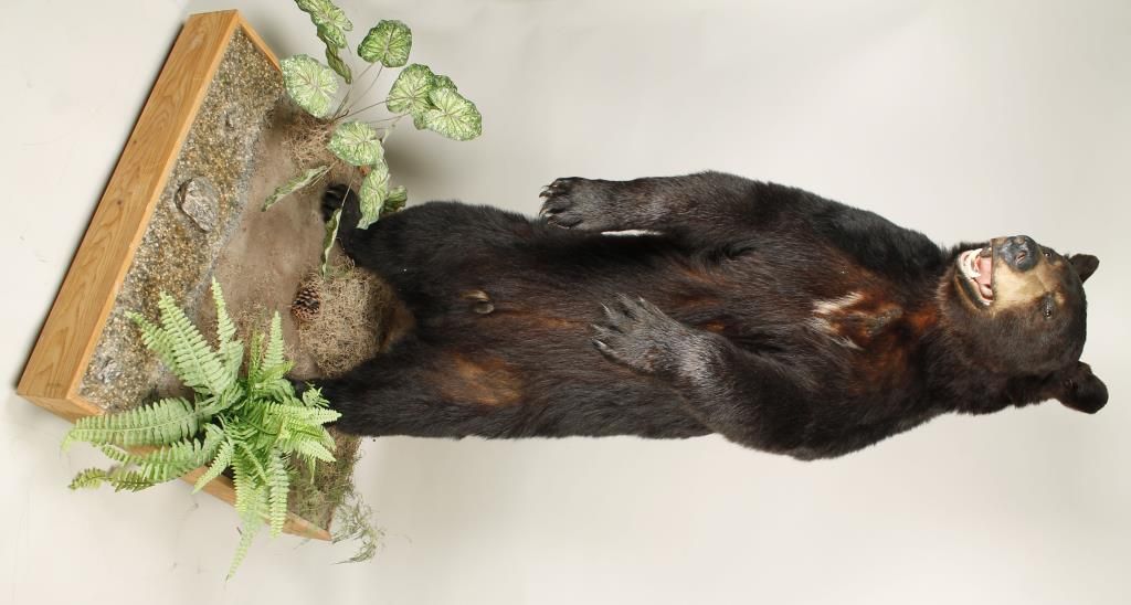 Black Bear Full Standing Mount