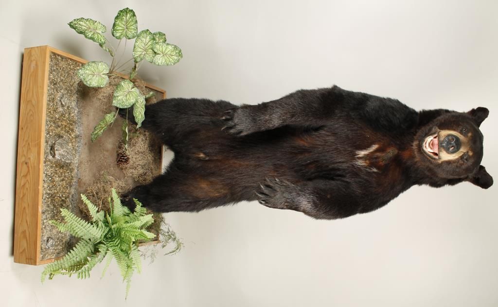 Black Bear Full Standing Mount
