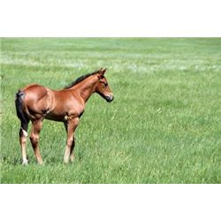 2013 Bay Roan Stud Colt - 2013 Bay Roan AQHA Stud Colt