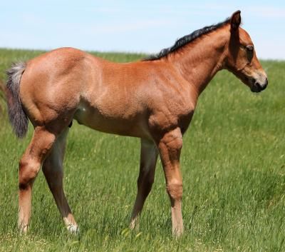 2013 Bay Roan Stud Colt - 2013 Bay Roan AQHA Stud Colt