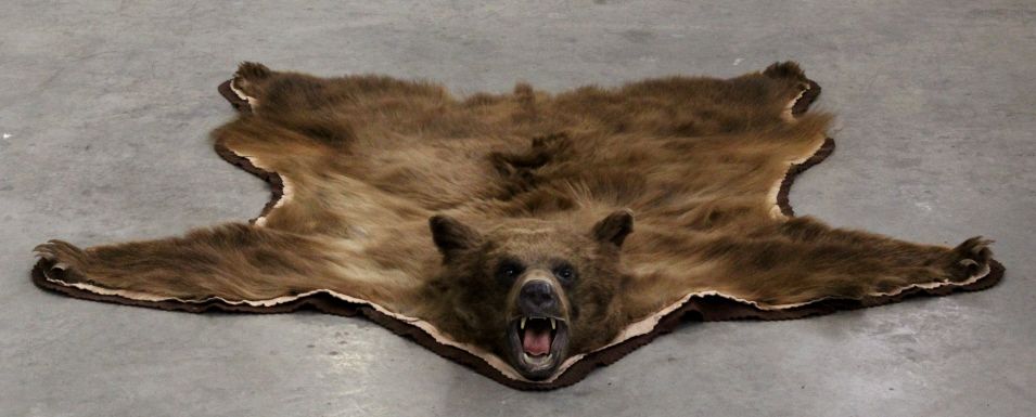 Cinnamon Black Bear Rug