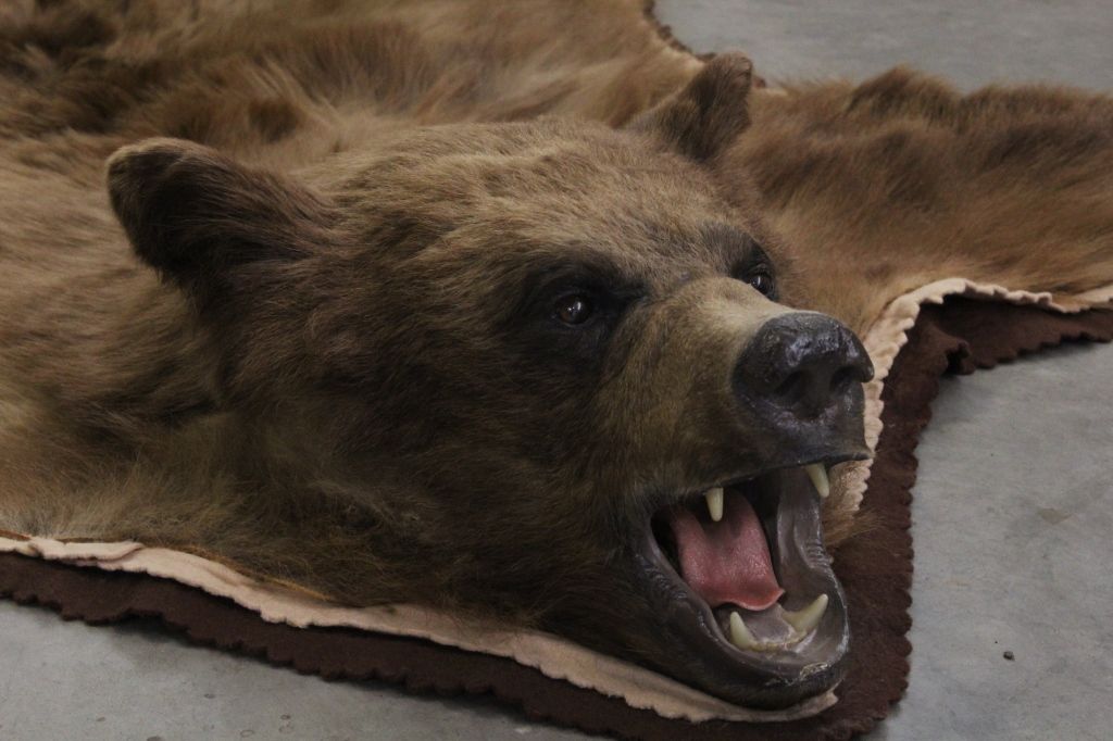 Cinnamon Black Bear Rug