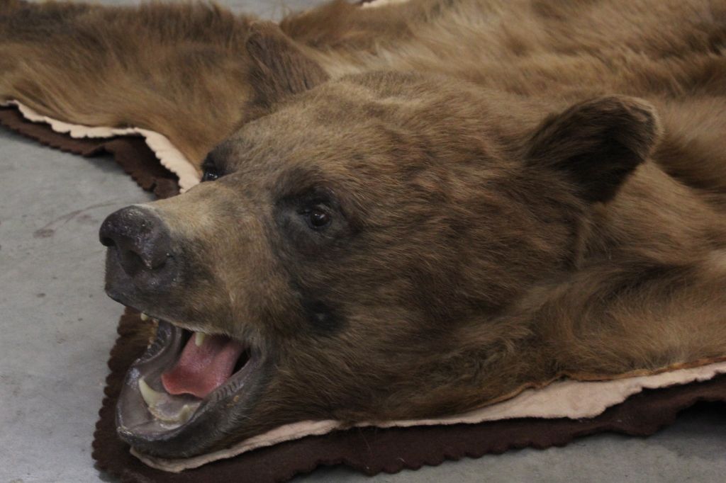 Cinnamon Black Bear Rug