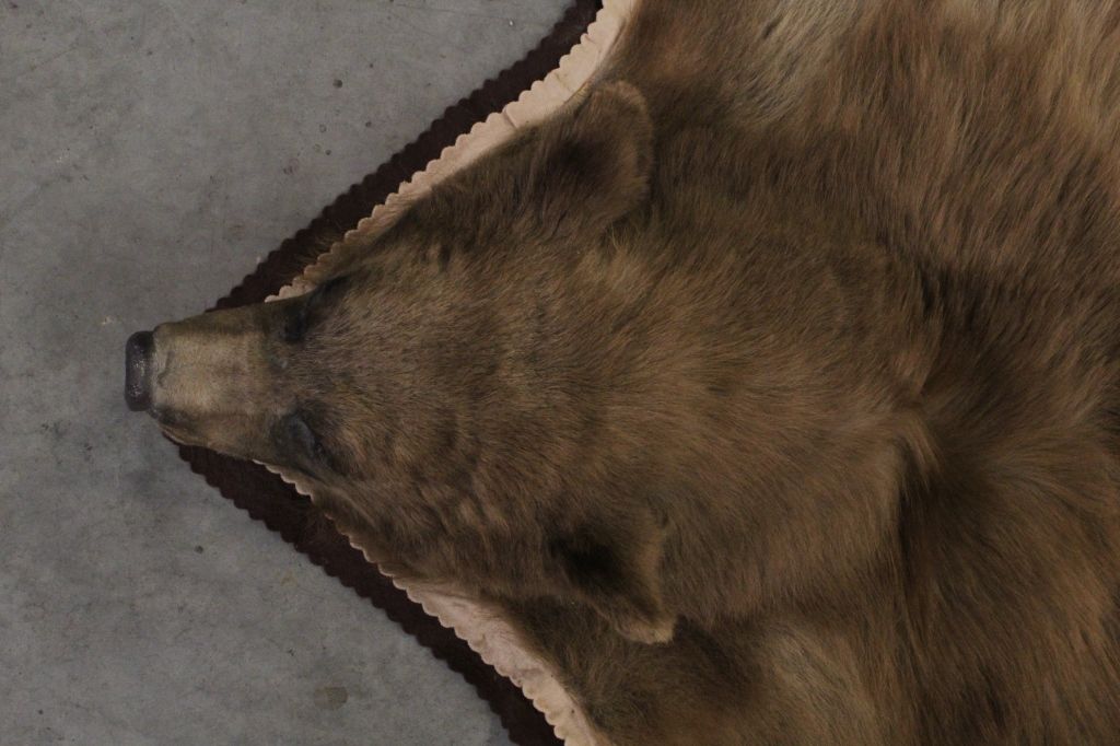 Cinnamon Black Bear Rug