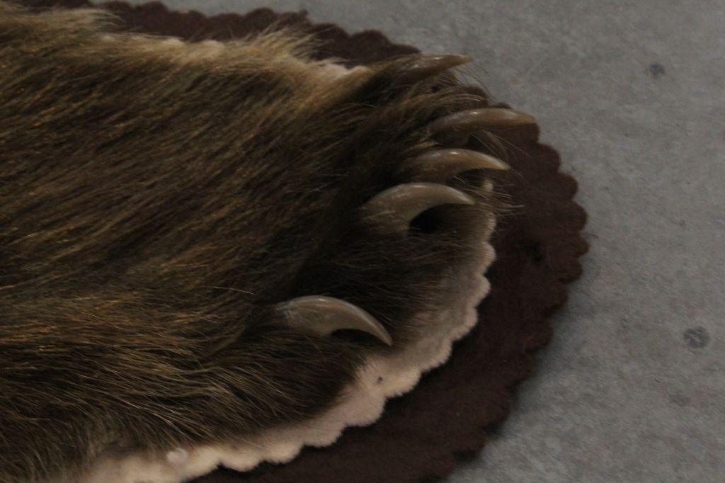 Cinnamon Black Bear Rug