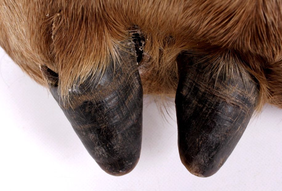 Northern Plains Moose Dew Claw Bag