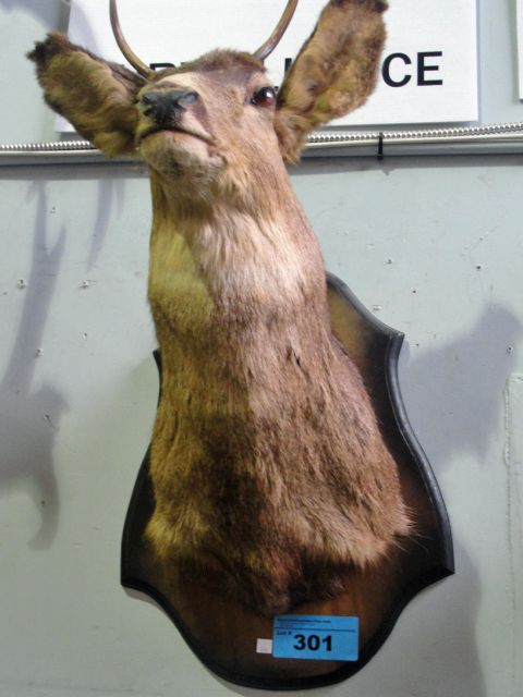 Professionally taxidermied deer headmount
