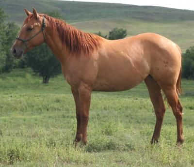 San Leo Pearl - 2011 Red Dun AQHA Mare