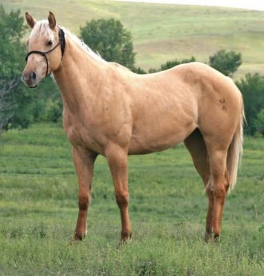 French Miss Otoe - 2010 Palomino AQHA Mare