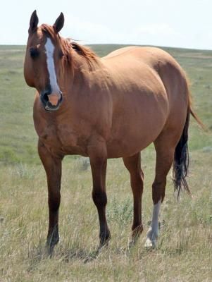 Whisper Anna - 2004 Red Dun AQHA Mare