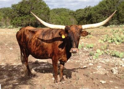 WIREGRASS ASTRA - 5/19/2008 TIGER STRIPE BRINDLE LONGHORN HEIFER