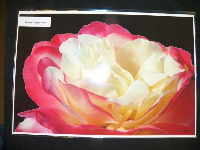 "Double Delight Rose" by John Hagy