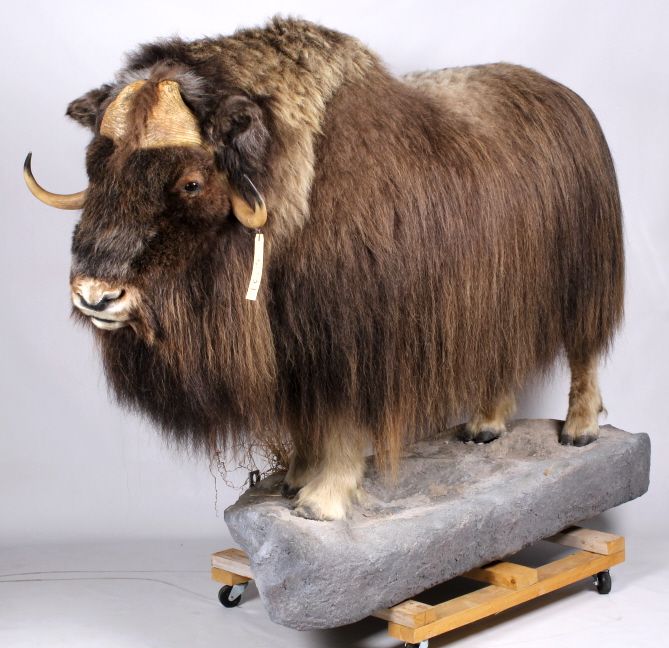Arctic Musk Ox