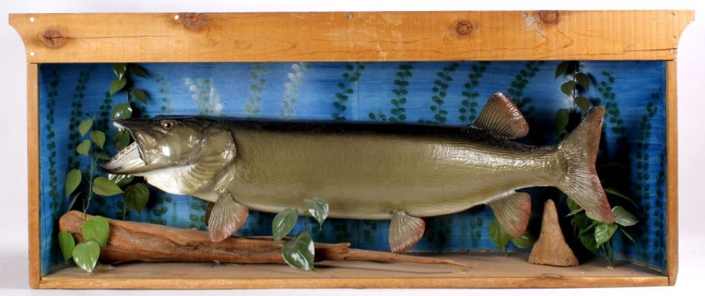 Pike Fish Mount Display LARGE