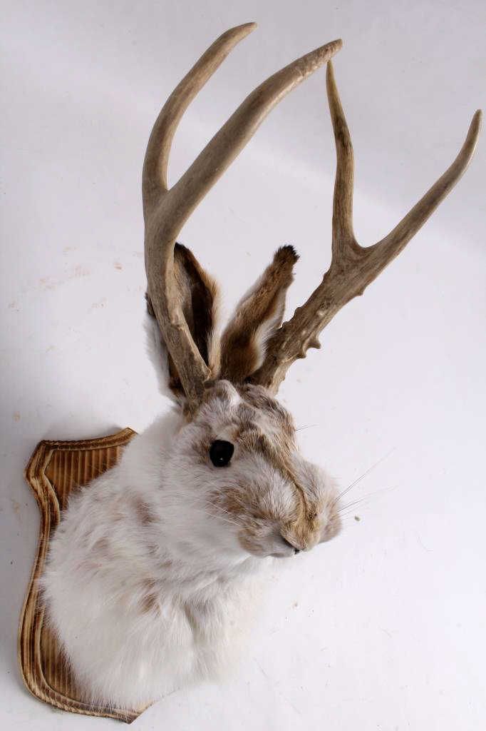 Jackalope Mount