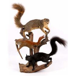 Brown, Black, & Red Squirrel Mount