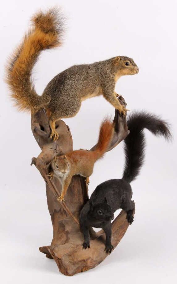 Brown, Black, & Red Squirrel Mount