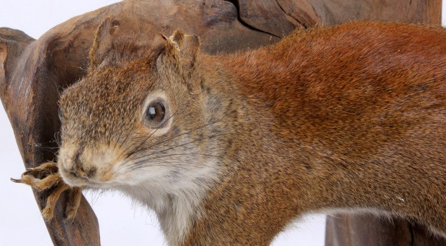 Brown, Black, & Red Squirrel Mount