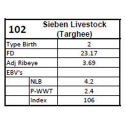 Targhee Ram - Sieben Livestock
