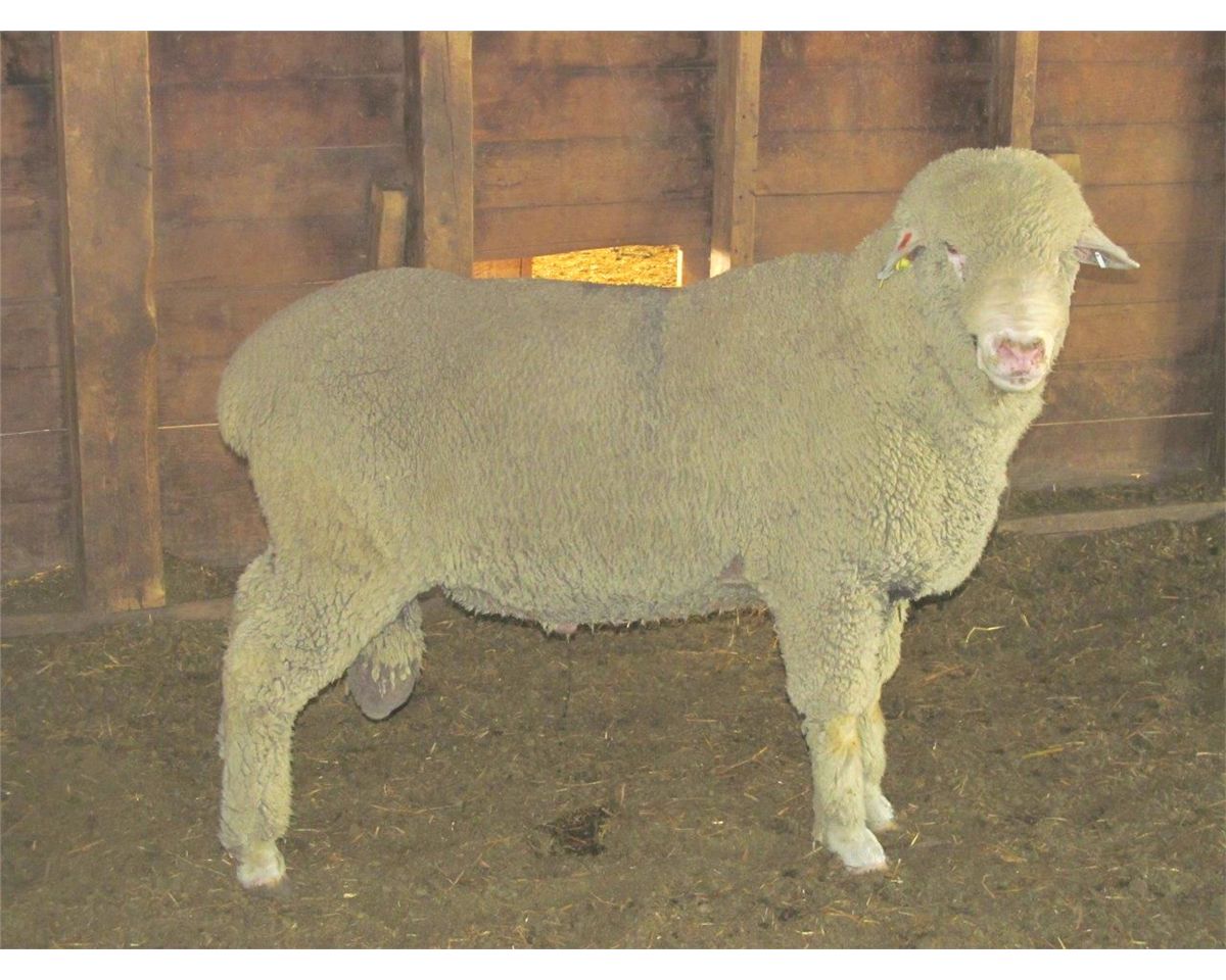 Rambouillet Ram - Lehfeldt Rambouillets