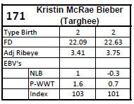 Targhee Ram - Kristin McRae Bieber