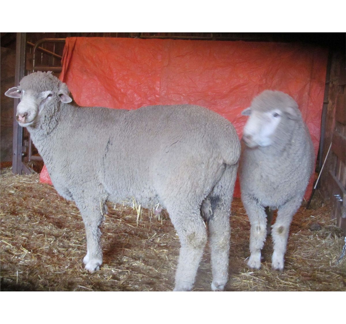 Targhee Ram - Hughes Newford