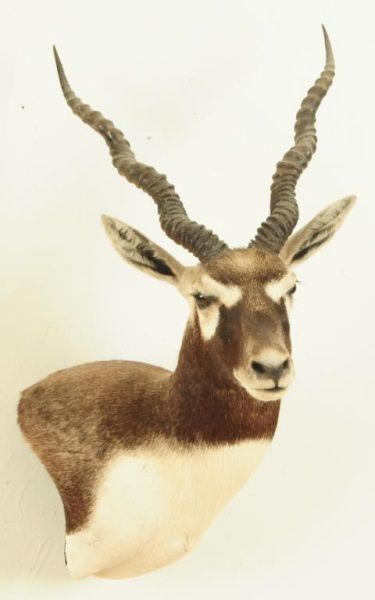 Black Buck Taxidermy Mount