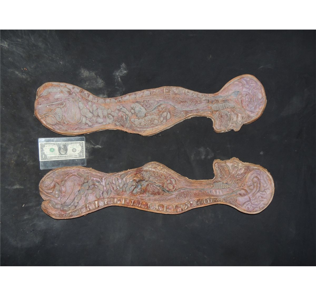 TOOL BOX MURDERS SCREEN USED BISECTED WOMAN CORPSE MATCHED HALVES