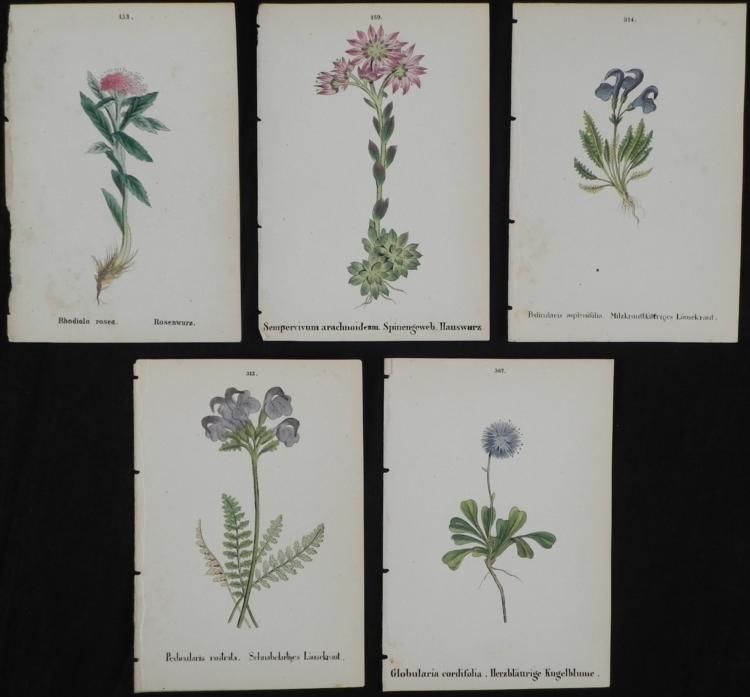 5 Antique Botanical Prints Pink, Blue Flowers German