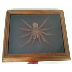 Tales From The Crypt Spider Prop