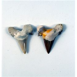 Jaws 3-D Shark Teeth Props