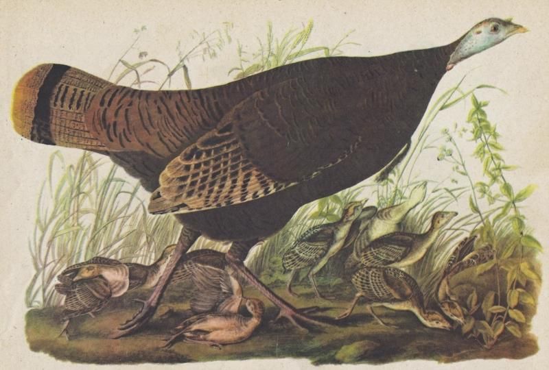 John James Audubon Circa 1946 WILD TURKEY