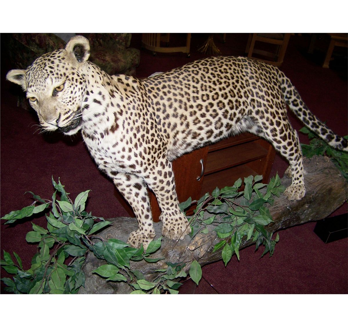 STANDING LEOPARD TAXIDERMY ON SYNTHETIC WOOD BRANCH. INCLUDES SKULL ...