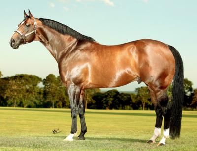 A REGAL CHOICE - 2001 Bay AQHA Stallion