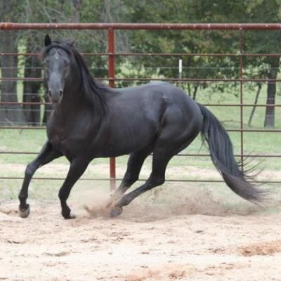 DASHUN ROYAL KING - 2005 Black AQHA Stallion