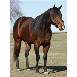 HEART OF THE CARTEL - 2008 Bay AQHA Stallion