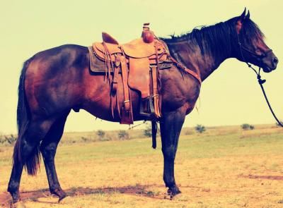 PERKS FIREWATER FLIT - 2004 Brown AQHA Stallion