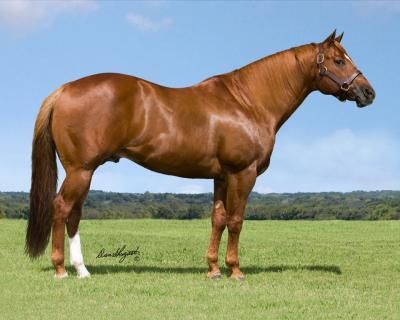 SHAWNE BUG LEO - 1998 Sorrel AQHA Stallion