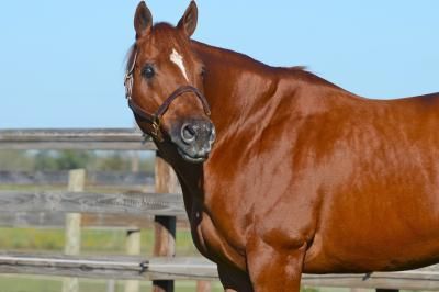 SHAWNE BUG LEO - 1998 Sorrel AQHA Stallion