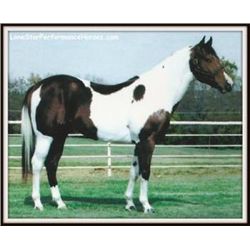 SPECIAL CONTENDER - APHA Stallion