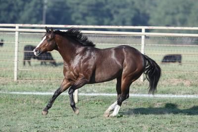 STOLI MY HEART - 2003 Black Roan AQHA Stallion