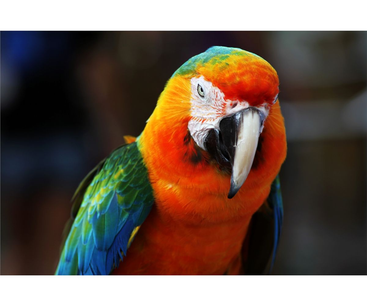 Original Fine Art Canvas by Artist Jessica Kuiper