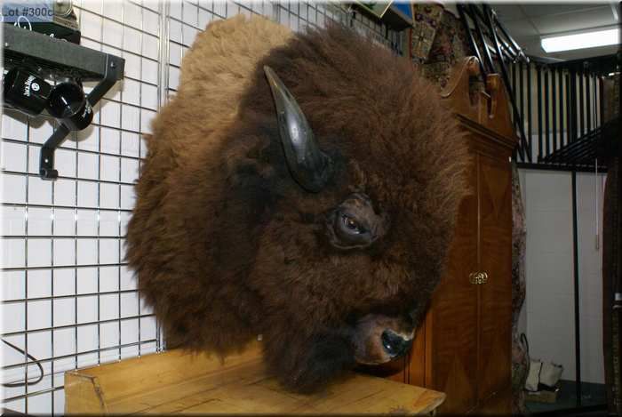 Lg Bison Head Mount on wall mount