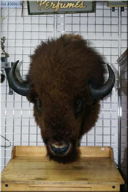 Lg Bison Head Mount on wall mount
