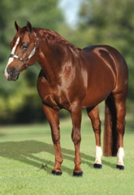 Dual Smart Rey - 2002 AQHA Stallion