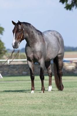 Mr Boonsmal To You - 2001 Blue Roan AQHA Stallion