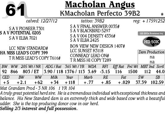 Lot 61 - KMacholan Perfecto 39B2 - Macholan Angus