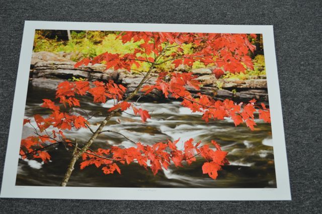 Andrew Collett "Red Maple"" Limited Edition Litho - Hand Signed by ...