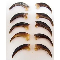 LOT OF 10 COYOTE CLAWS - TAXIDERMY